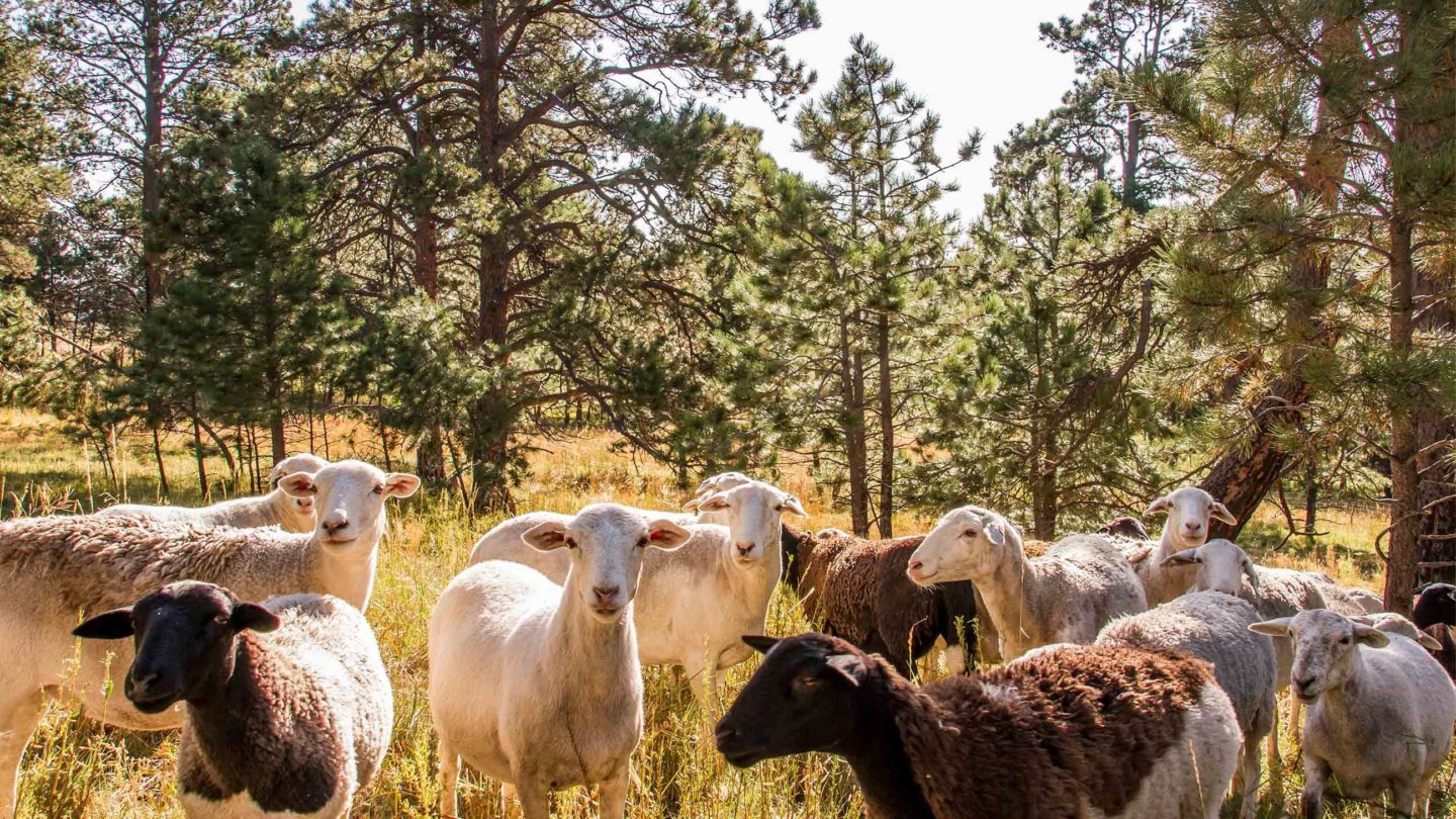 Cattle ranching, meet conservation: The National Audubon Society's case ...